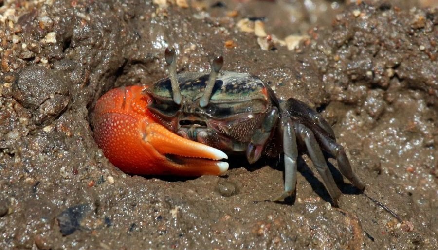 Nature's secret weapon: What are the tiny crabs eating our plastic waste?