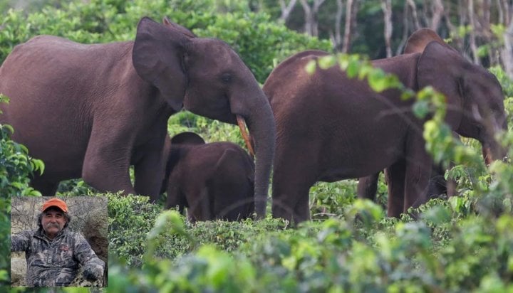 Tragedy in Gabon: US millionaire big-game hunter dies after being ...