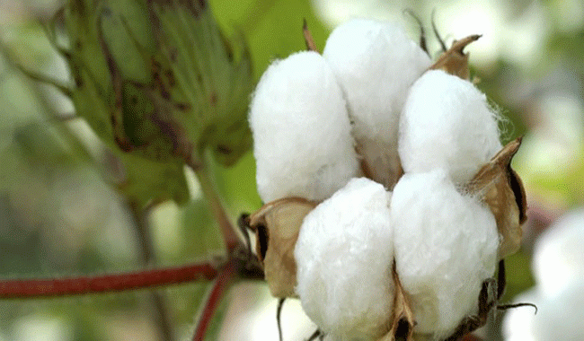 Pakistan brings back sales tax, Customs duty on cotton imports