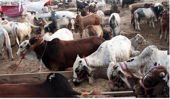 5m animals being slaughtered during Eid days in KP