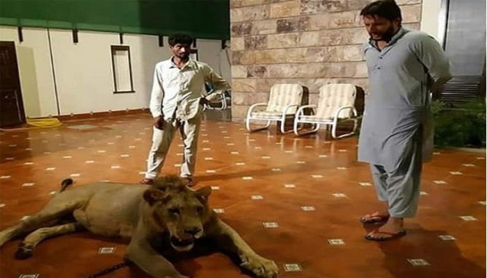 Chained lion at home: Sindh govt launches probe against Afridi