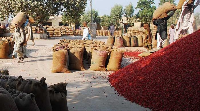 Poor post-harvest practices land Pakistan’s chilli exports in thick soup