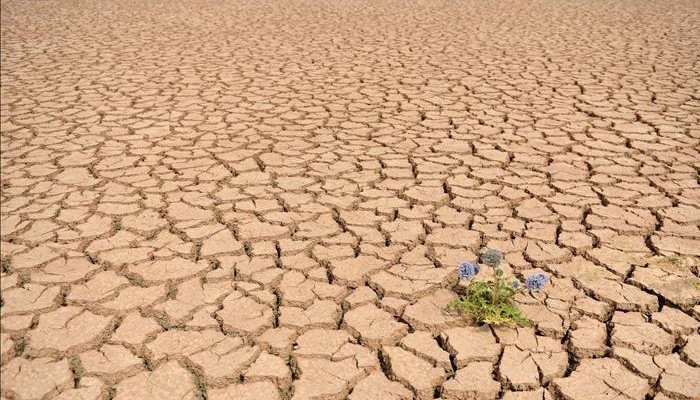 Drought-hit Tharis wait for rain, government aid