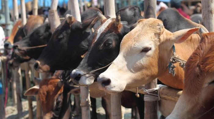 Use of cattle-fattening steroids rings alarms