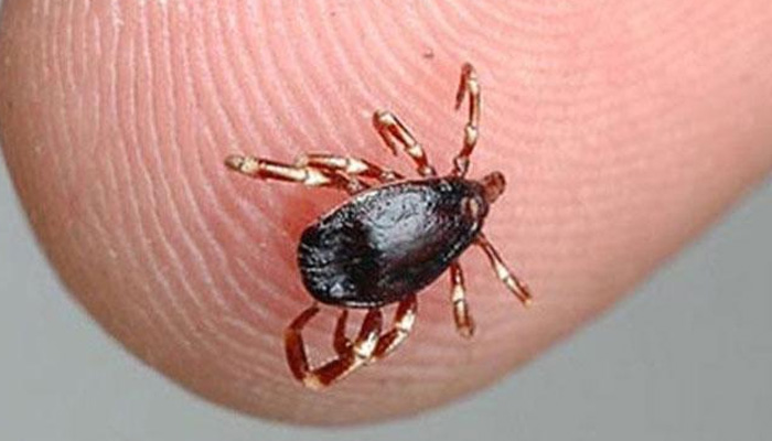 Death toll rises to 10 as Congo fever claims another life