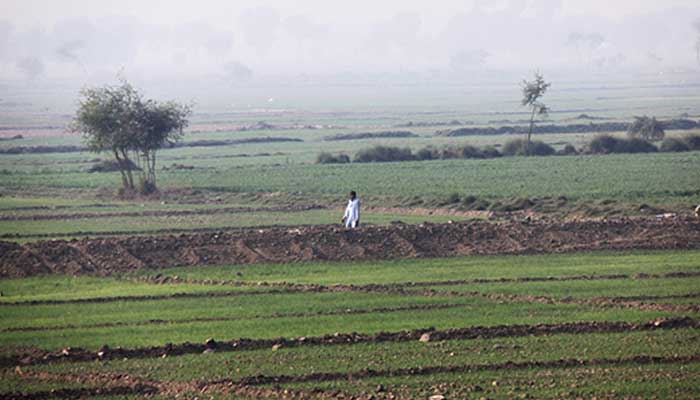 FAO to help Pakistan develop climate-resilient agriculture