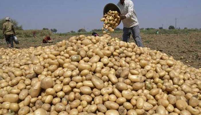 Govt weighs procuring potato to save growers from losses
