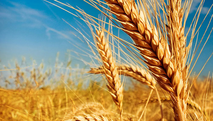 Wheat price hike: Govt to release PASSCO stocks to end wheat hoarding ...