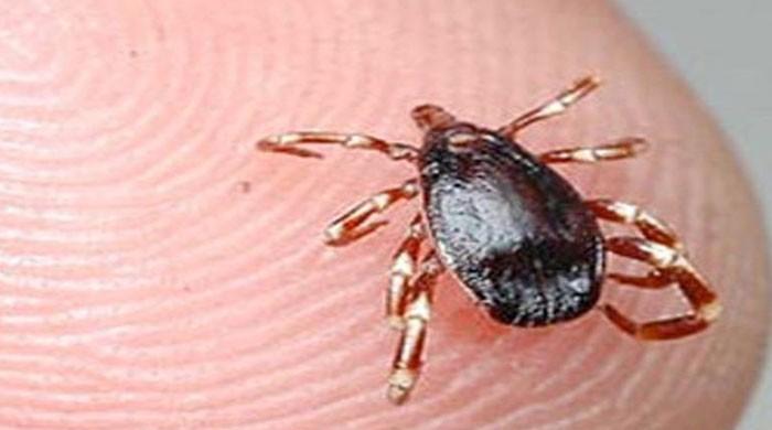 Karachi in the grip of deadly diseases as Congo fever, brain-eating bug ...