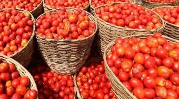 Iranian tomatoes will begin entering market from today