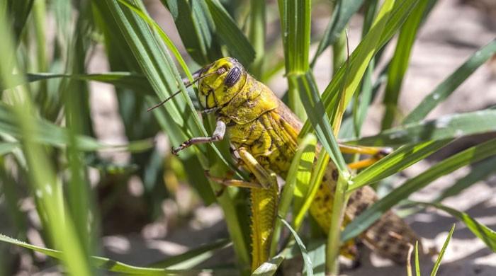 India seeks Pakistan, Iran cooperation in fighting locust