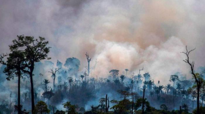 Habitat loss sparks cascade of ecosystem damage