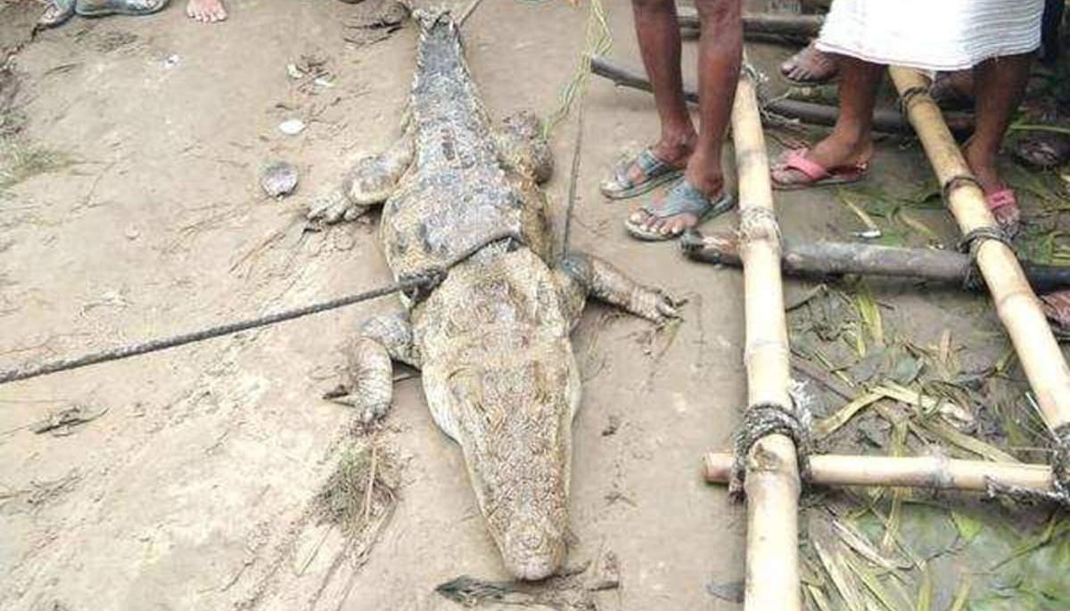 Indian village holds crocodile hostage