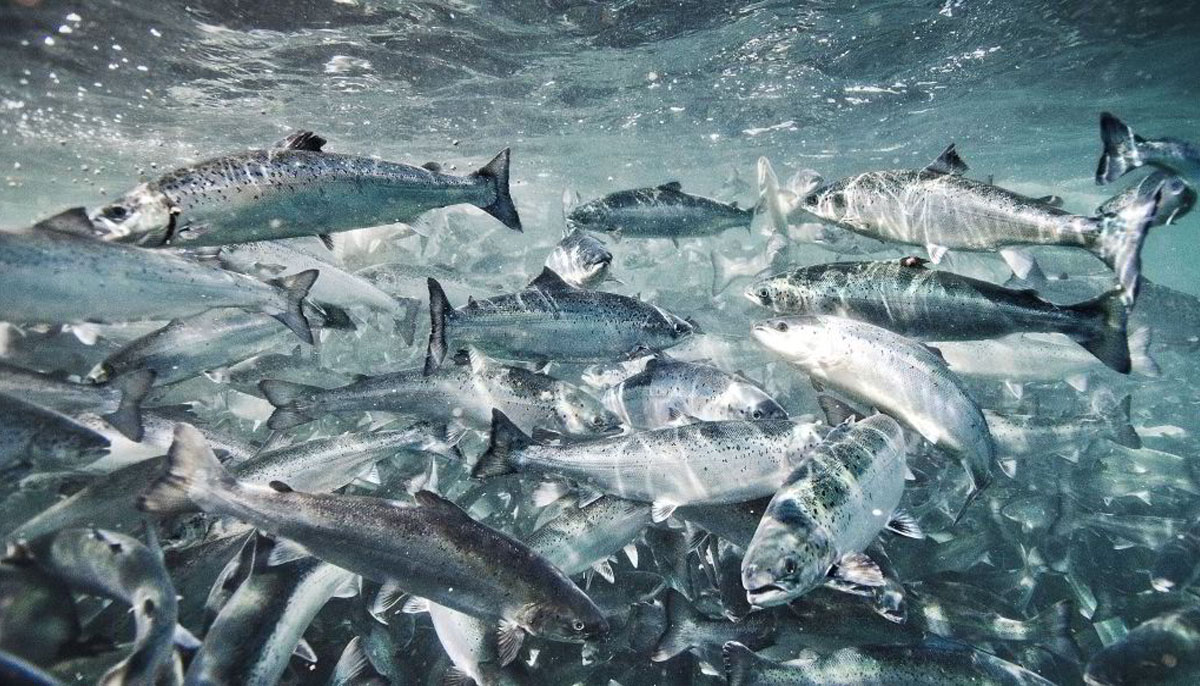 Fish exposed to noise pollution likely to die early: study