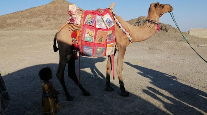 Mobile camel library carries books to children in Balochistan villages