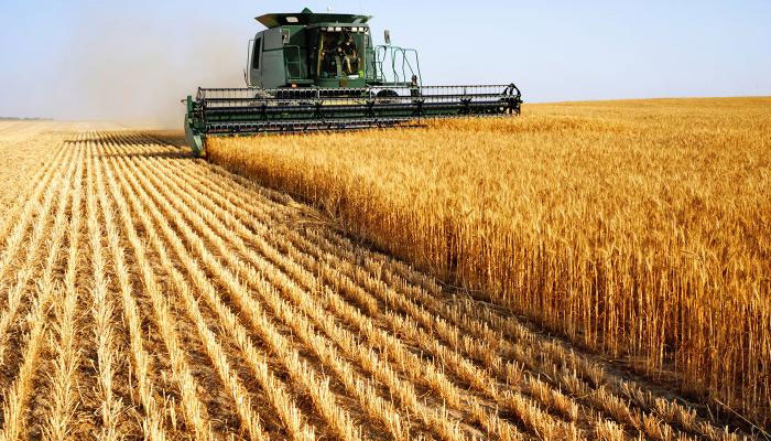 Pakistan plans to import more wheat to stabilise flour prices