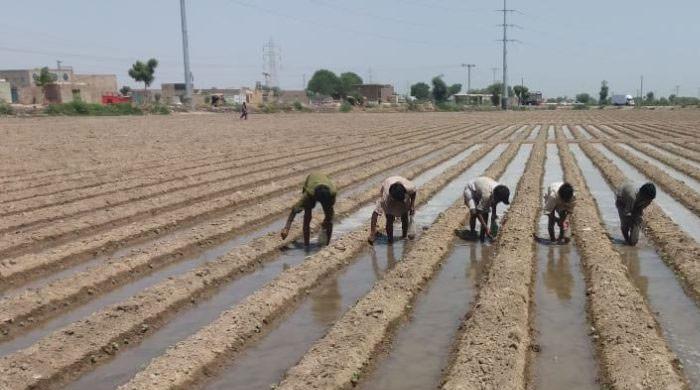 Cotton sowing in full swing in Sindh, Punjab