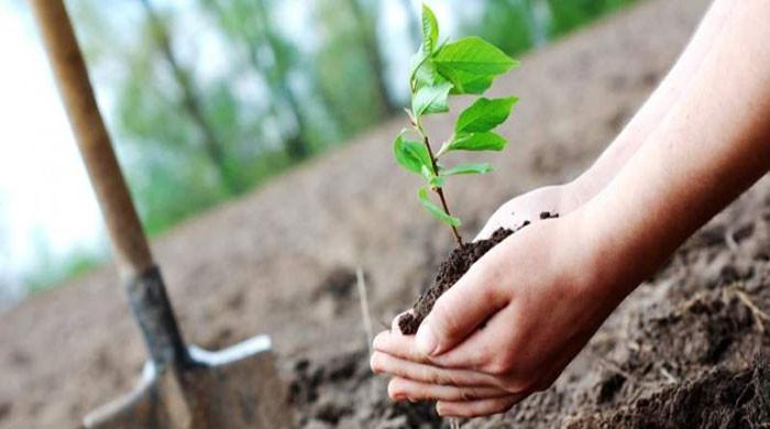 Tree plantation drive begins