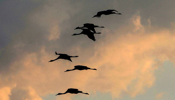 Israel bird flu outbreak kills 2,000 wild cranes