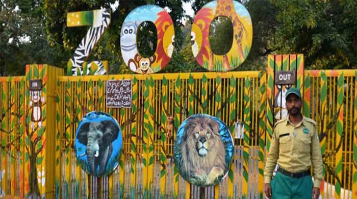 CDA decides to take control of zoo again