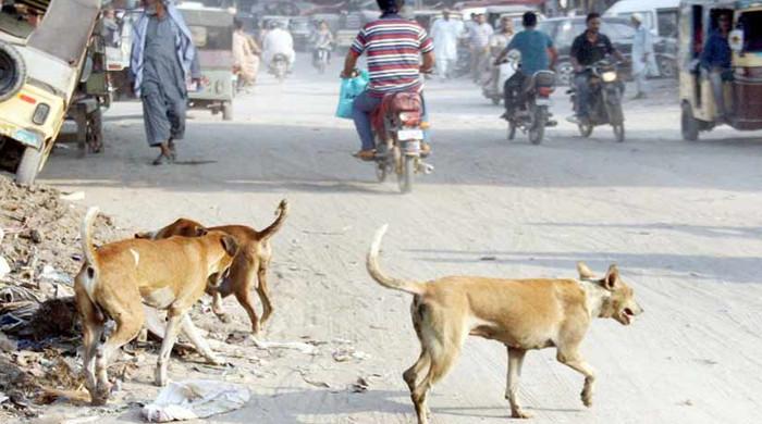 Culling of stray dogs has been stopped, Rabies Control Programme tells SHC