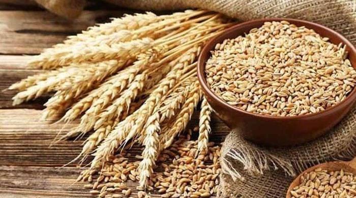 Pakistan, China forge alliance to boost wheat seed productivity