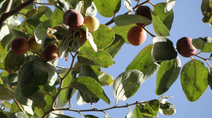 In Iraq, water crisis leaves farmers clinging to sidr trees