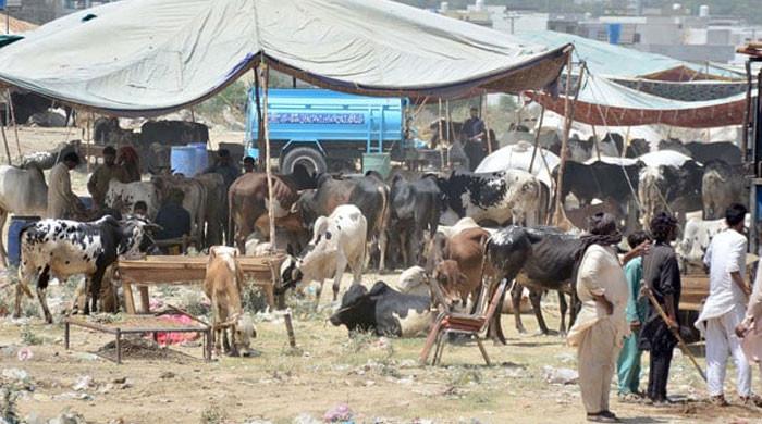 Sale of sacrificial animals begins