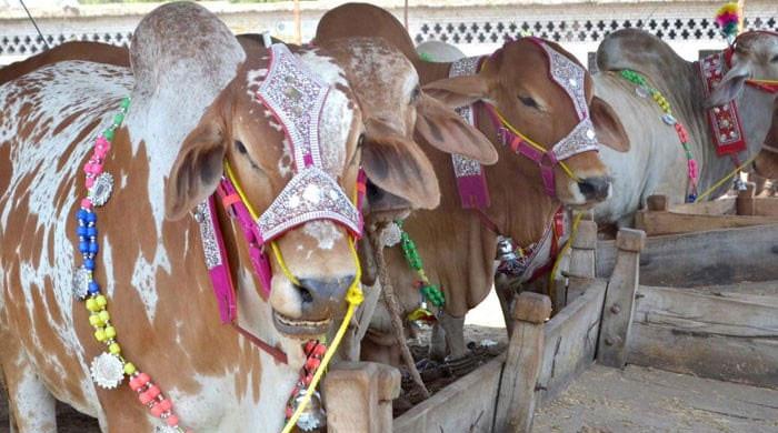 Masses urged to safely dump offal