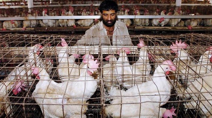 Fake rate list of poultry challenges govt’s writ