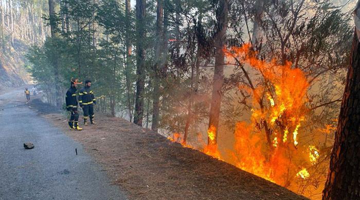 KP faces surge in forest fire incidents
