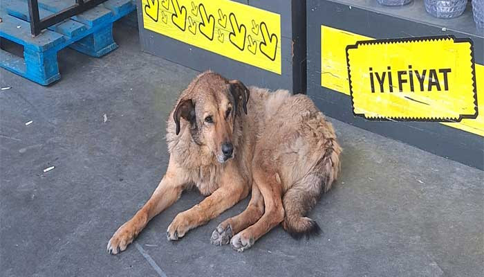 Istanbul’s furry welcome wagon