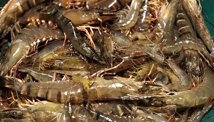 Punjab to launch country’s biggest shrimp farming project