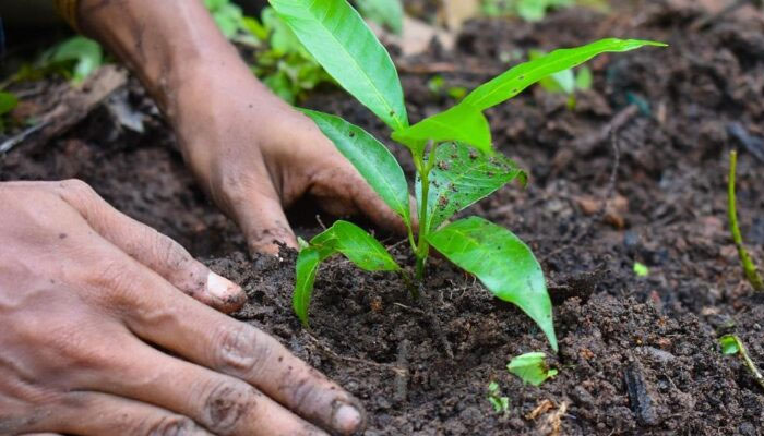 Saplings planted in LGH lawns