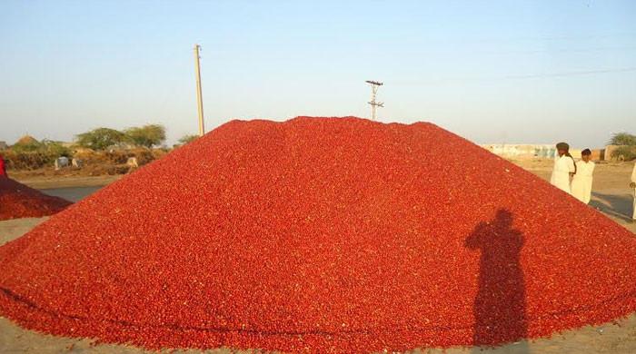 Shan Foods supports chilli farming in Kunri
