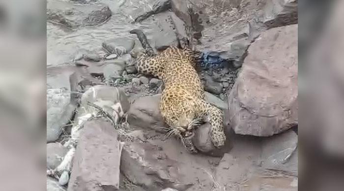 Injured female leopard dies