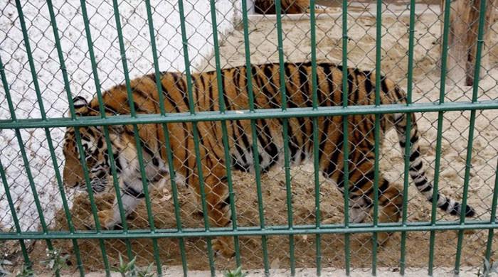 47 tigers dead in Vietnam zoos due to bird flu