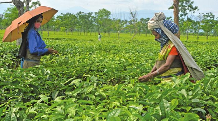 KCCI asks govt to reconsider MRP on imported tea