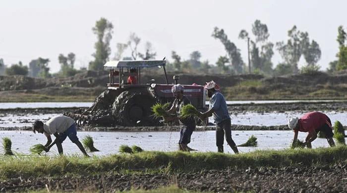 Challenges for small farmers