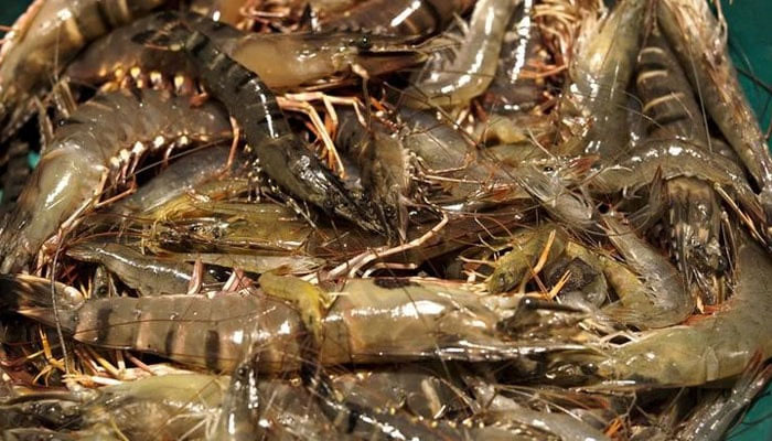 First-ever indigenous shrimp harvesting project completes