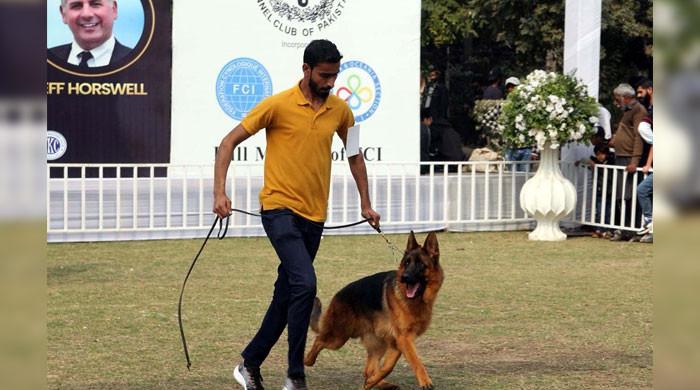 280 pets from 35 breeds feature in Dog Show