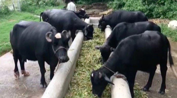 Pakistan to export 100,000 tonnes of water buffalo meat to Indonesia