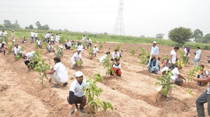 Spring plantation drive begins in Peshawar