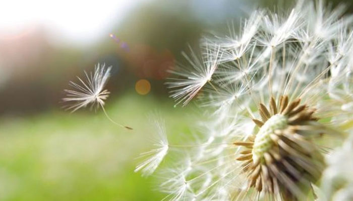 Advisory issued as pollen levels rising