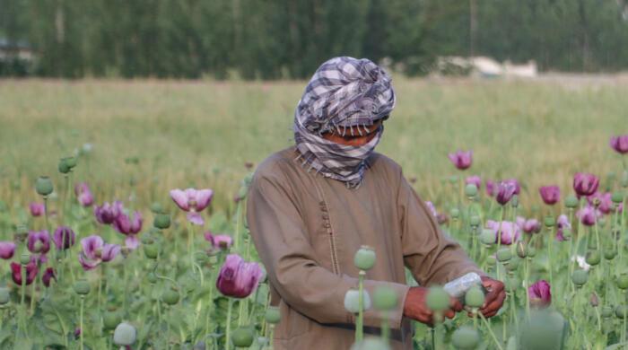 Extensive poppy cultivation uncovered in KP, Balochistan border regions