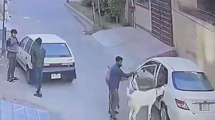 Robbers snatch sacrificial animals in Liaquatabad
