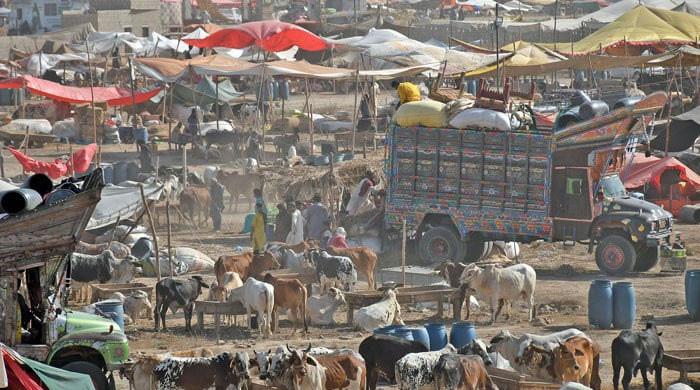 Cattle market sees sharp decline in sacrificial animal sales