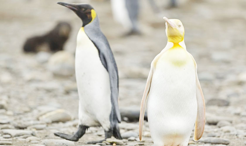 Yellow penguin spotted for the first time