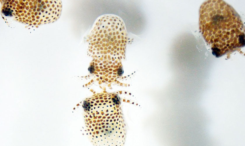 Nasa launches baby squids to International Space Station