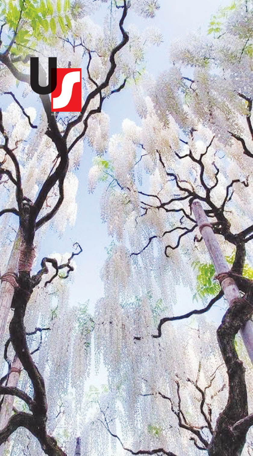 White wisteria trees in JAPAN